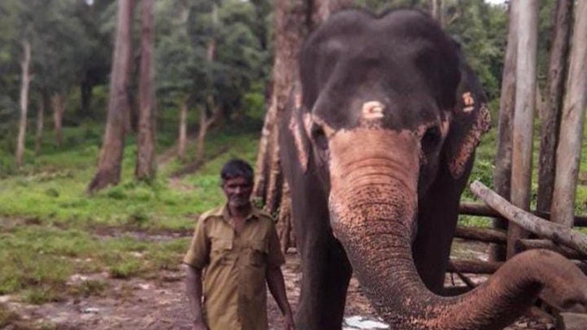 Mahout trampled to death by camp elephant at Mudumalai Tiger Reserve in the Nilgiris - The Hindu